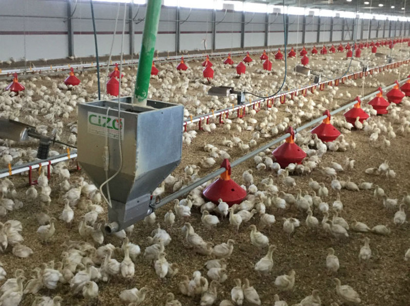 Plasson Drinker Price | Manufacturers