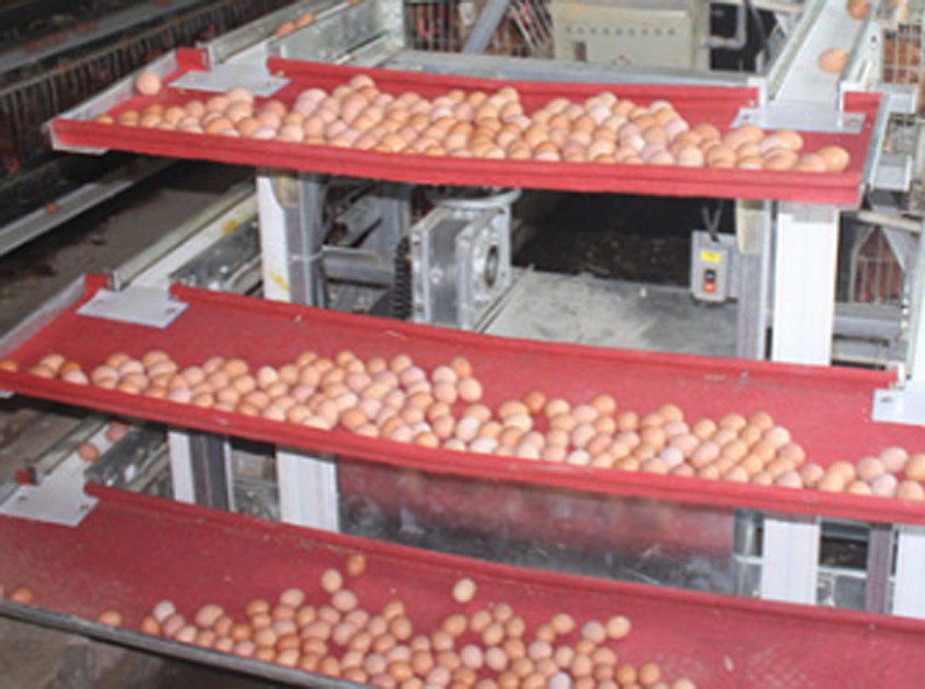 Automatic egg collection system Supplier