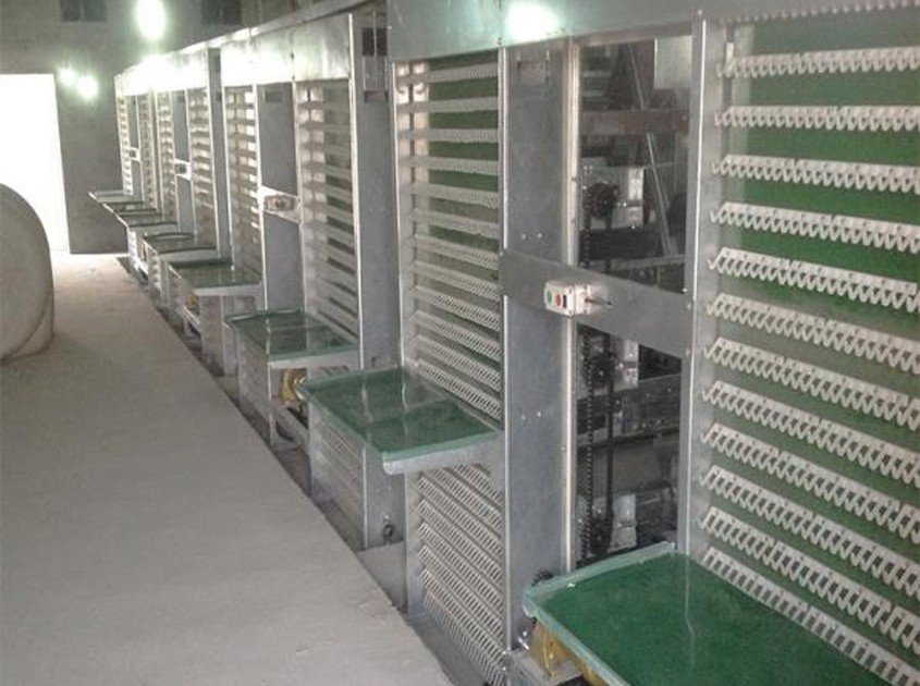 Automatic egg collection system Supplier