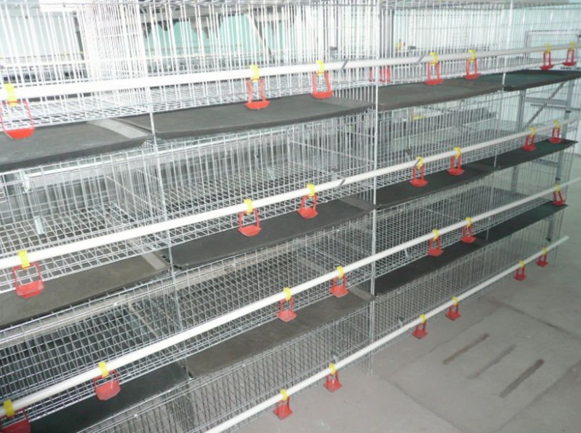 Broiler Chicken Cages Manufacturer